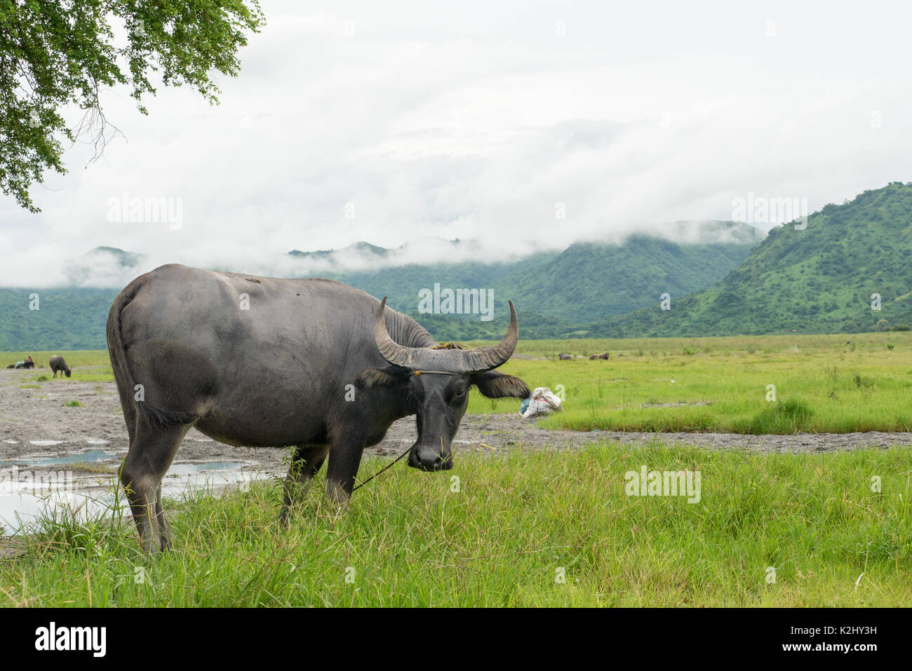 water buffalo stand at grassland, Philippines Stock Photo - Alamy