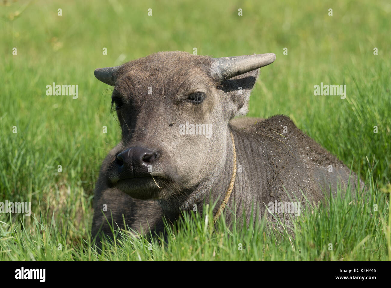 Young water buffalo seat at grassland, Philippines Stock Photo - Alamy