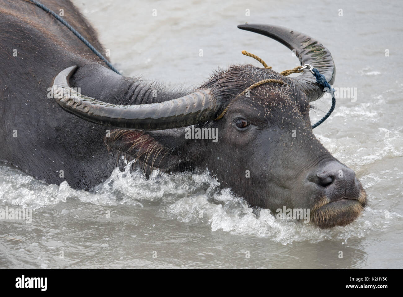 Philippines water buffalo(Carabao) in the river Stock Photo - Alamy