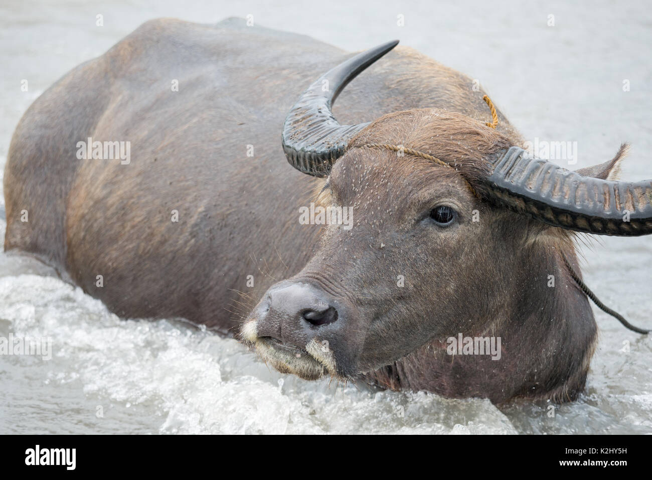 Philippines water buffalo(Carabao) in the river Stock Photo - Alamy