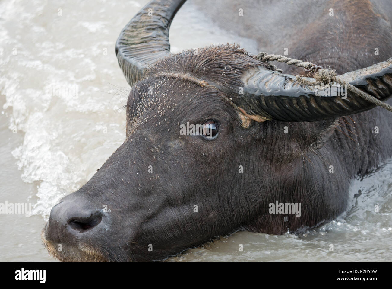 Philippines water buffalo(Carabao) in the river Stock Photo - Alamy
