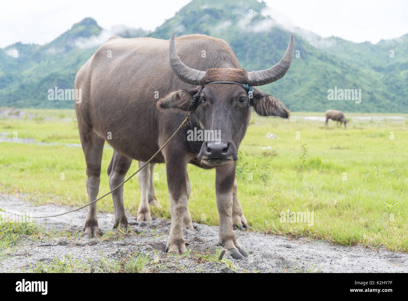 water buffalo stand at grassland, Philippines Stock Photo - Alamy