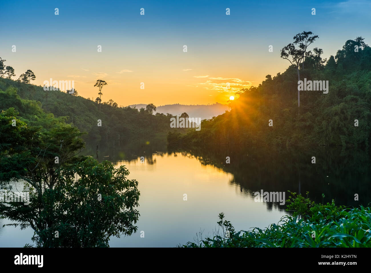 Swamp forest background during hi-res stock photography and images - Alamy