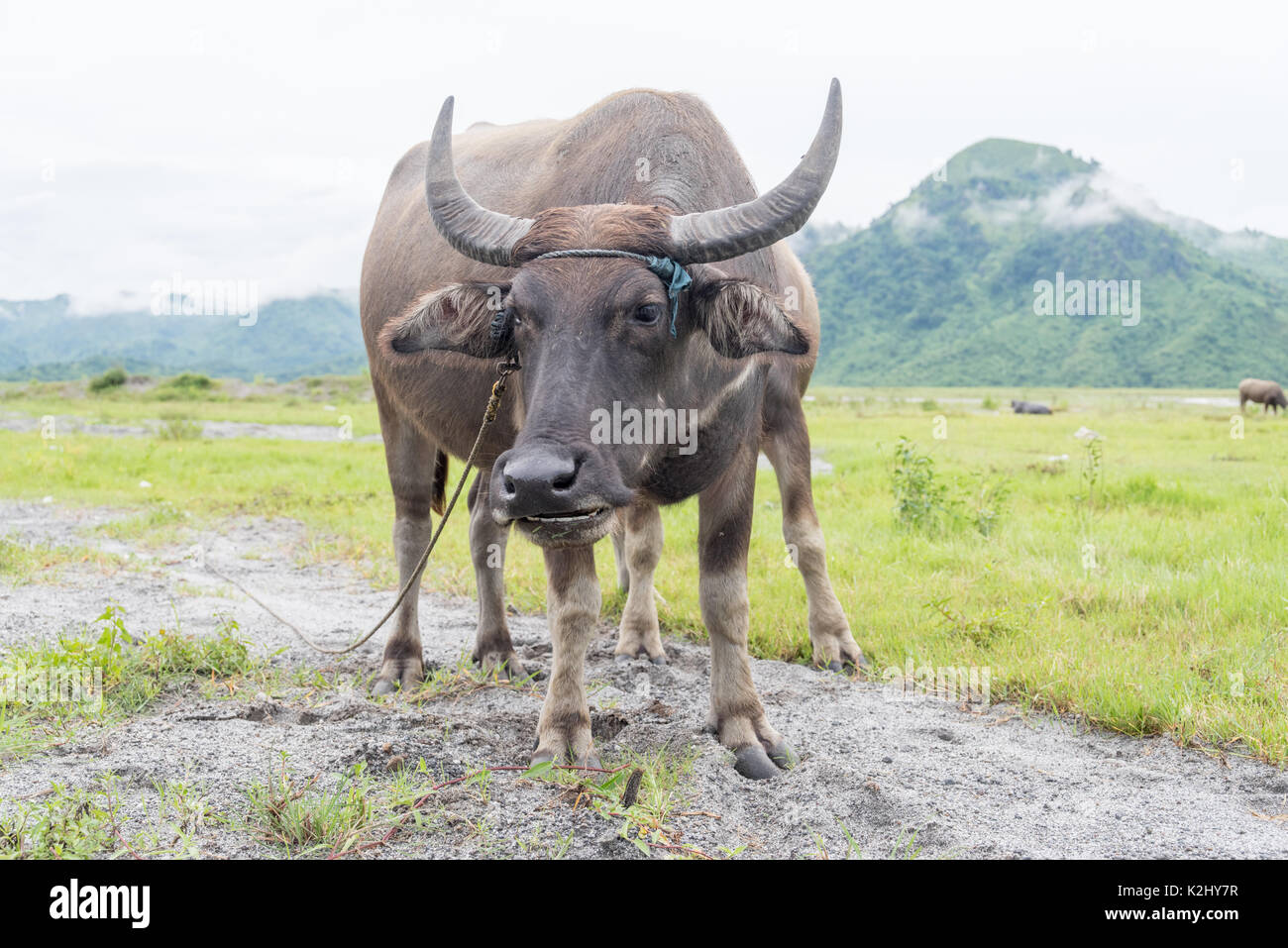 water buffalo stand at grassland, Philippines Stock Photo - Alamy