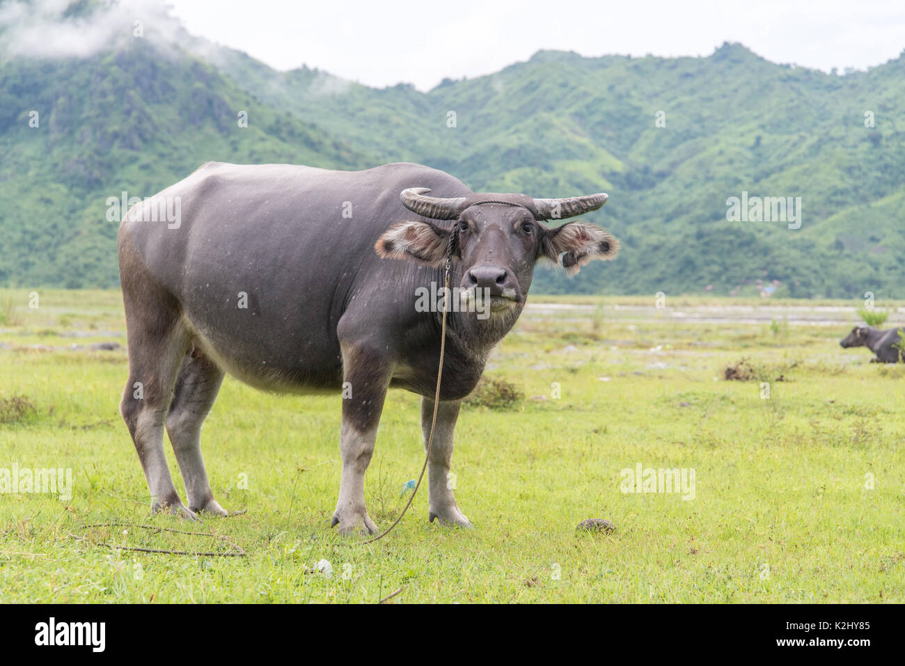 water buffalo stand at grassland, Philippines Stock Photo - Alamy
