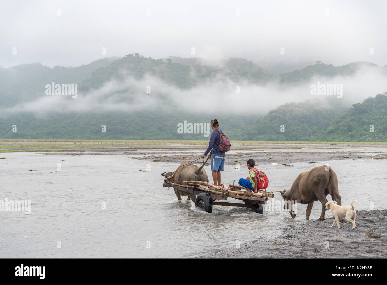 Philippine water buffalo hi-res stock photography and images - Alamy