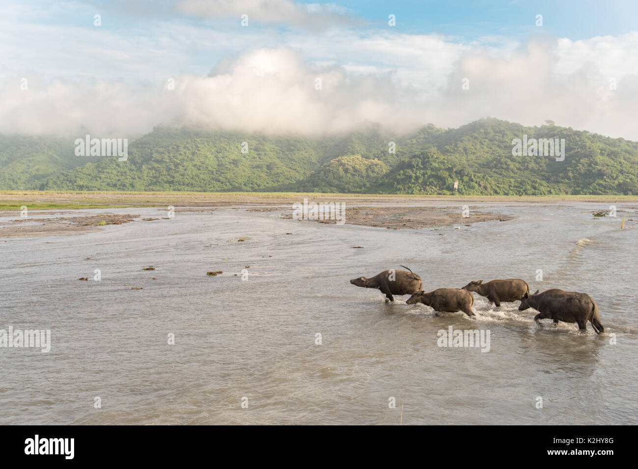 Philippine water buffalo hi-res stock photography and images - Alamy