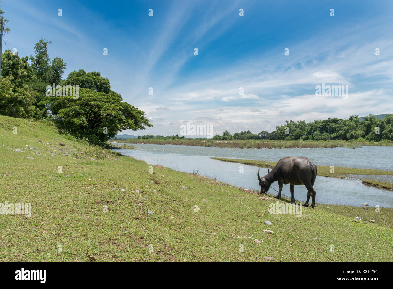 water buffalo stand at grassland, Philippines Stock Photo - Alamy