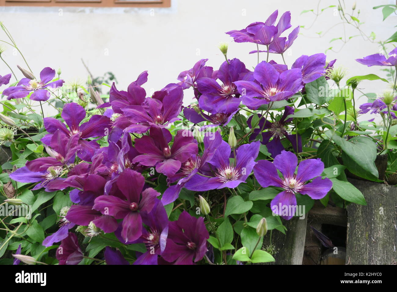 Colorful bust with violet blossoms in Romanian village Barsana Stock ...