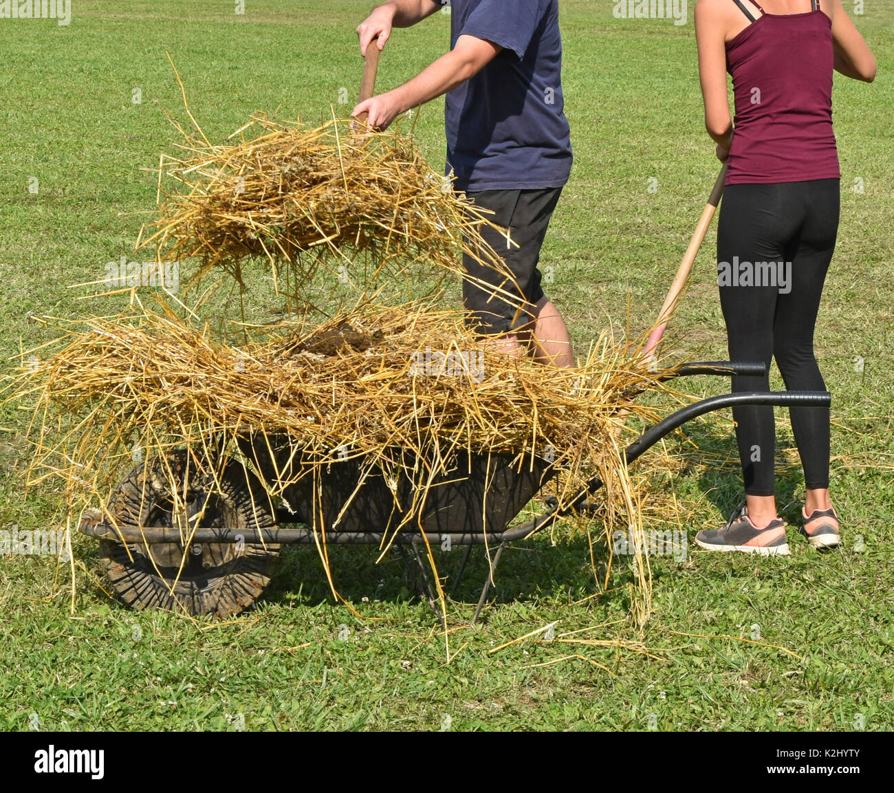 Hay transport by wheelbarrow Stock Photo - Alamy