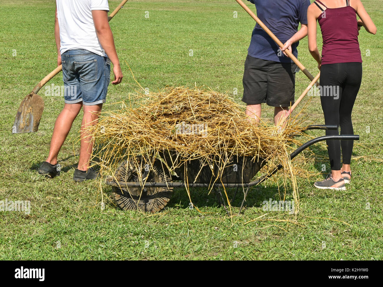 Hay transport by wheelbarrow Stock Photo - Alamy