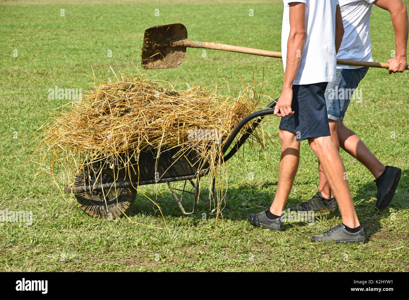 Hay transport by wheelbarrow Stock Photo - Alamy