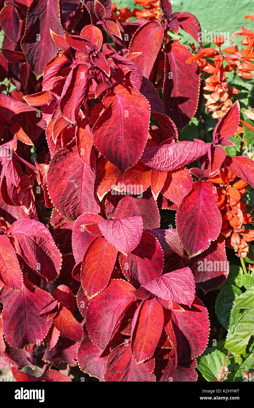 Red leaves of a plant Stock Photo - Alamy