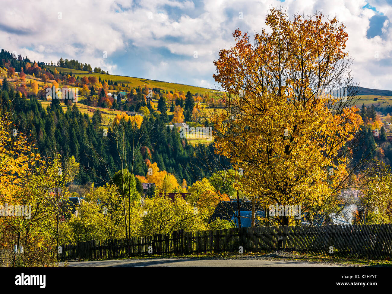 wooden fence and tree by the road in village. beautiful rural scenery ...