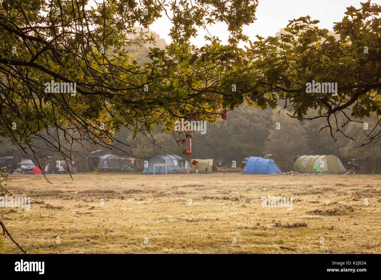 New forest camping Stock Photo - Alamy