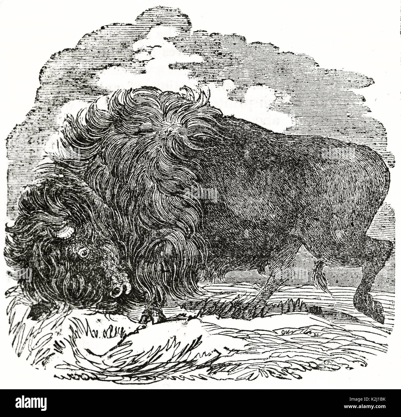 Ancient bison illustration hi-res stock photography and images - Alamy