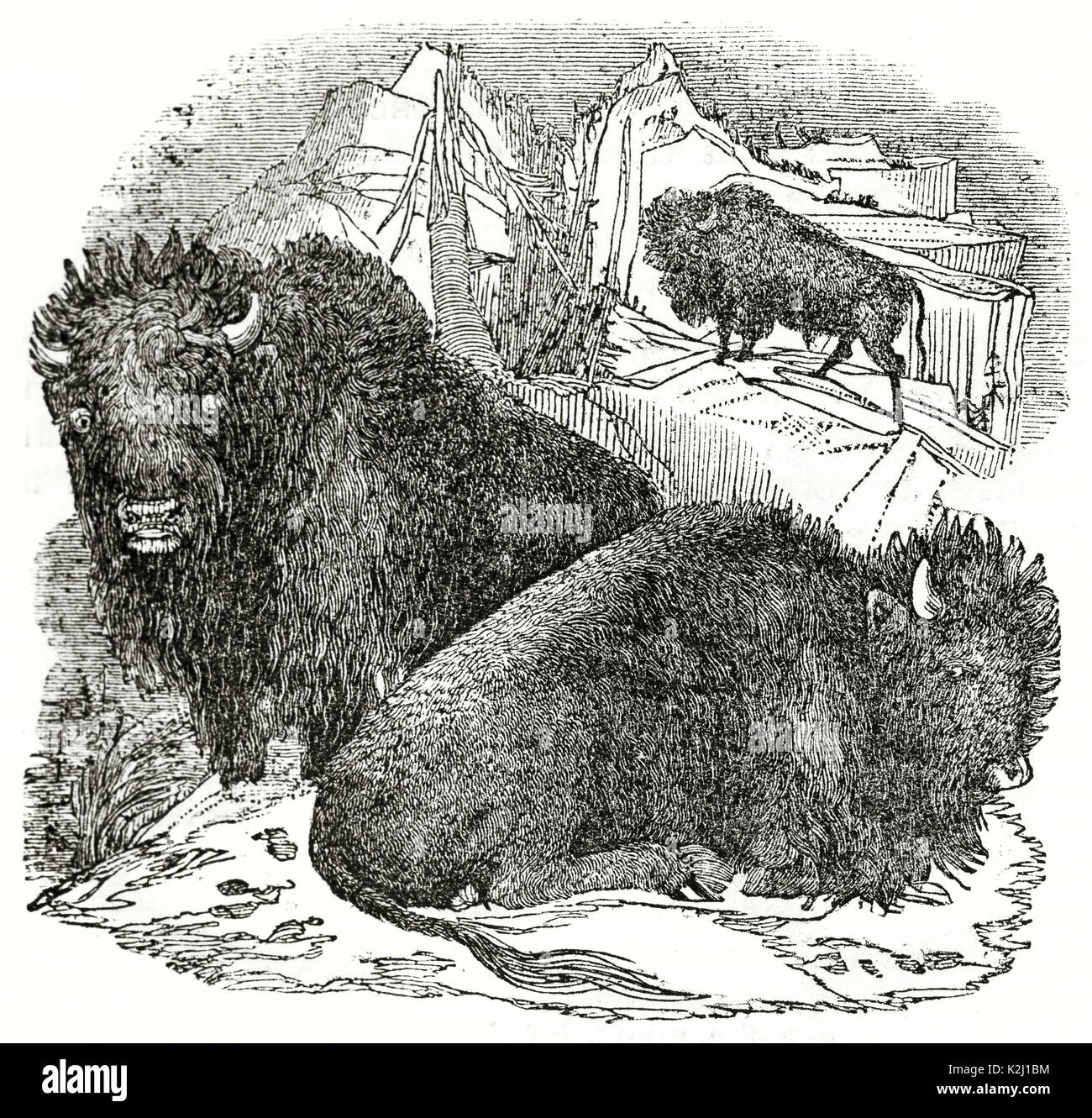 Old illustration of American bison (females and bull in background). By ...