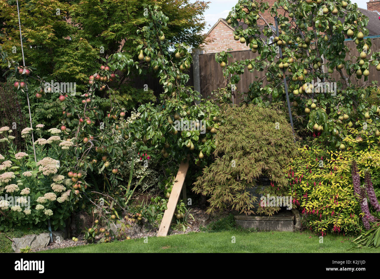 Staking an apple tree hi-res stock photography and images - Alamy