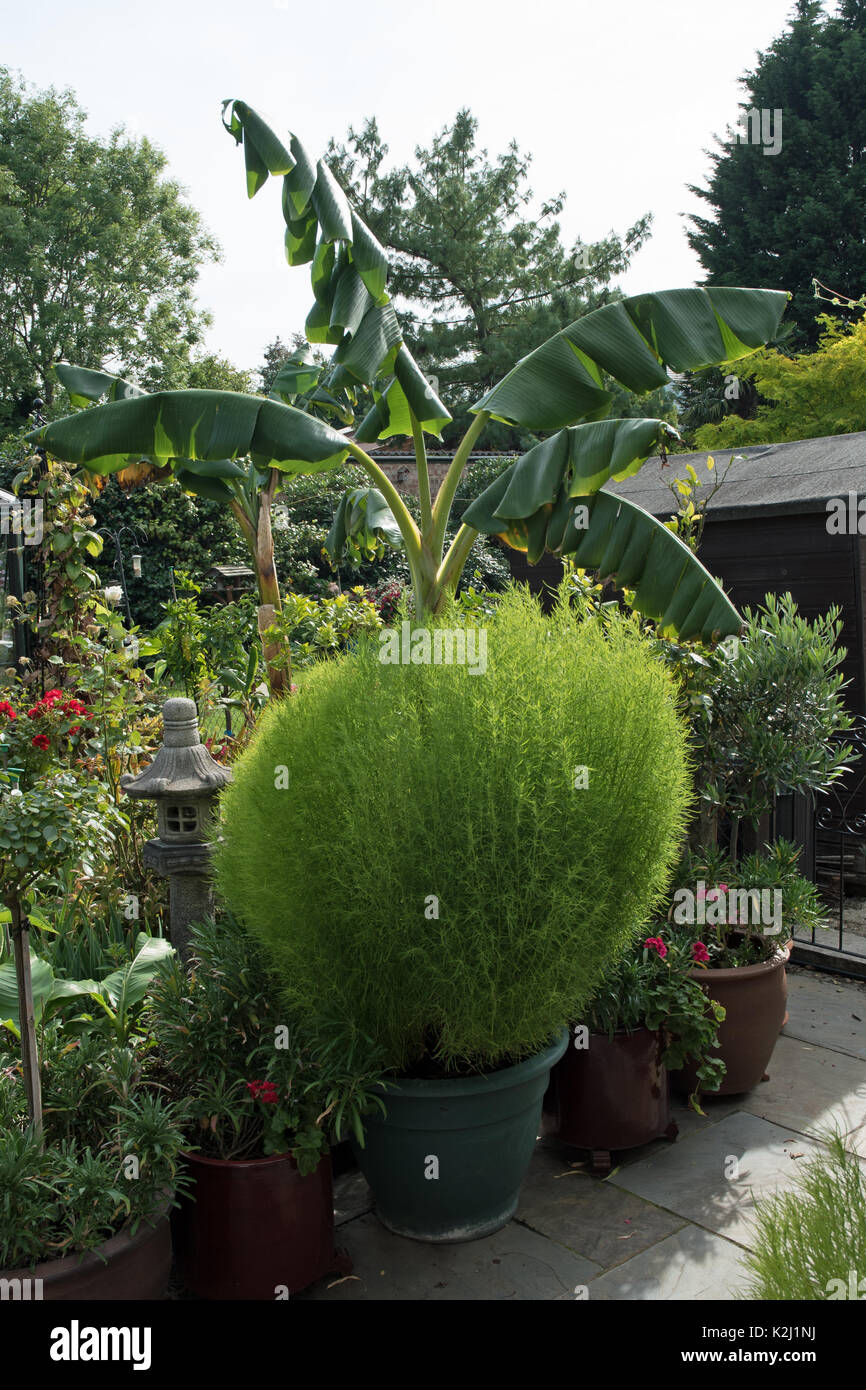 Kochia scoparia var. trichophylla, aka burning bush, fire bush Stock ...