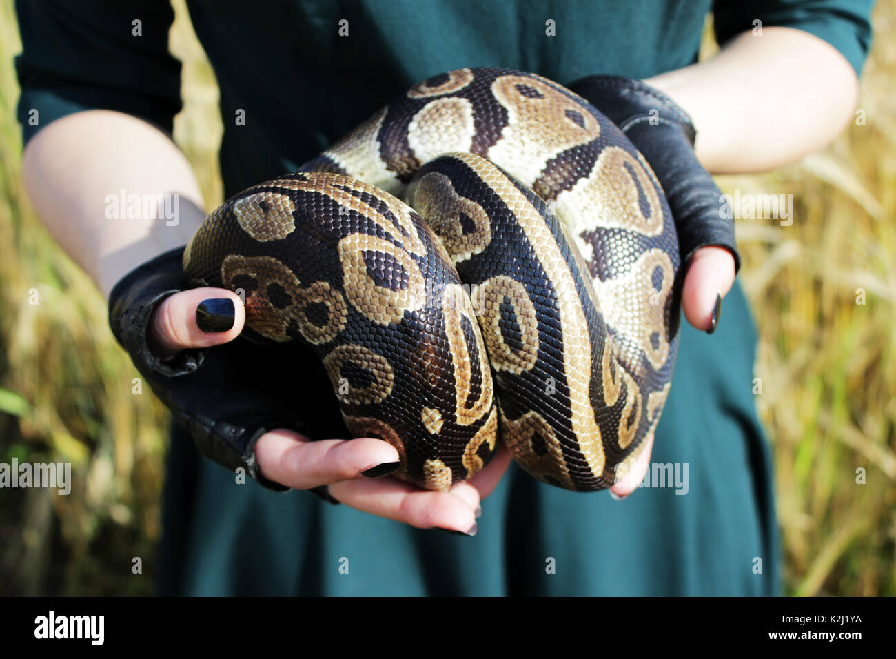 snake Royal Python, or Ball Python Python regius in the arms of the ...