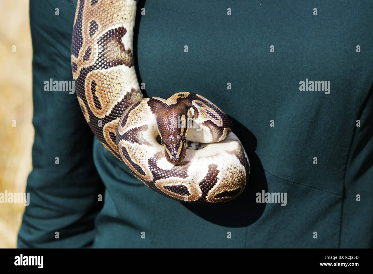 snake Royal Python, or Ball Python Python regius hangs around the girl ...