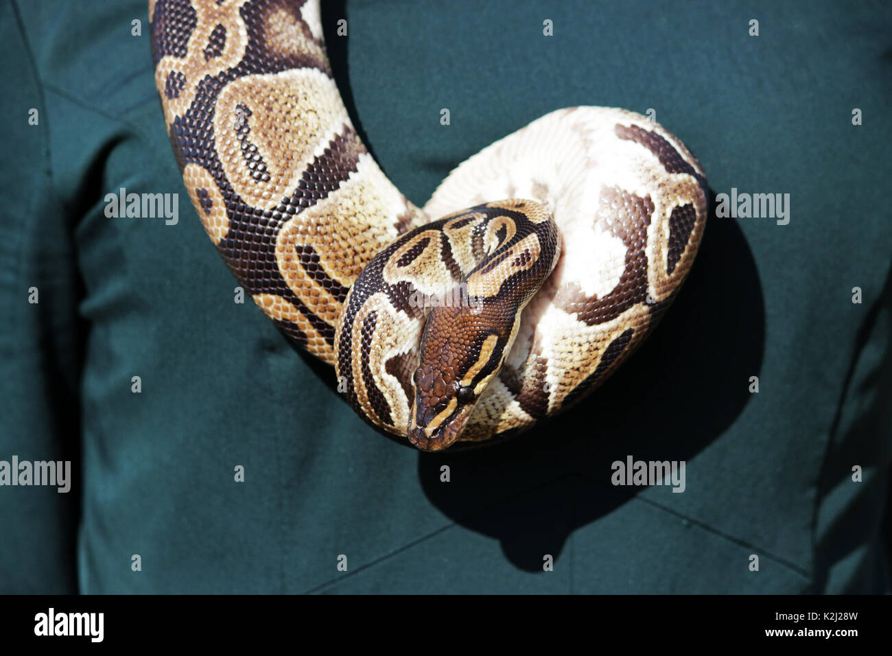 Python around neck hi-res stock photography and images - Alamy