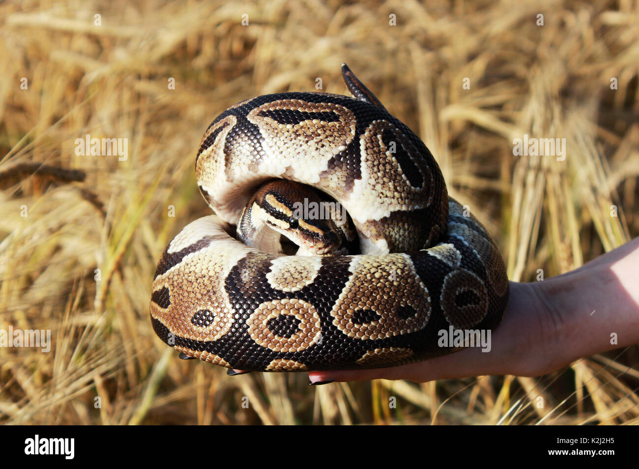The snake Royal Python, or Ball Python regius rests on the hands of a field of ripe wheat ...
