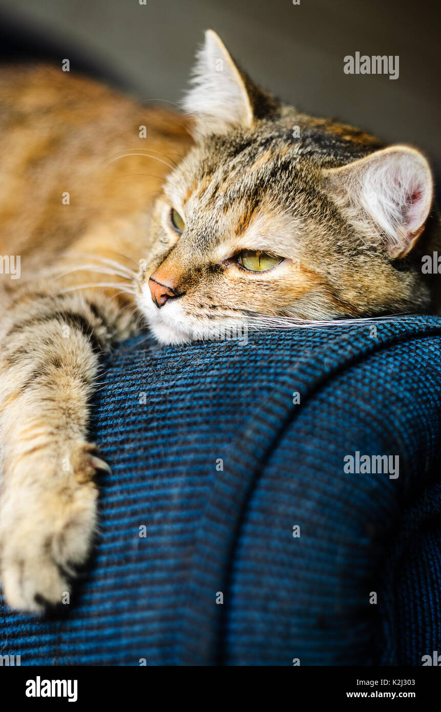 The cat fell apart on the arm of the blue armchair. Cat resting on the ...