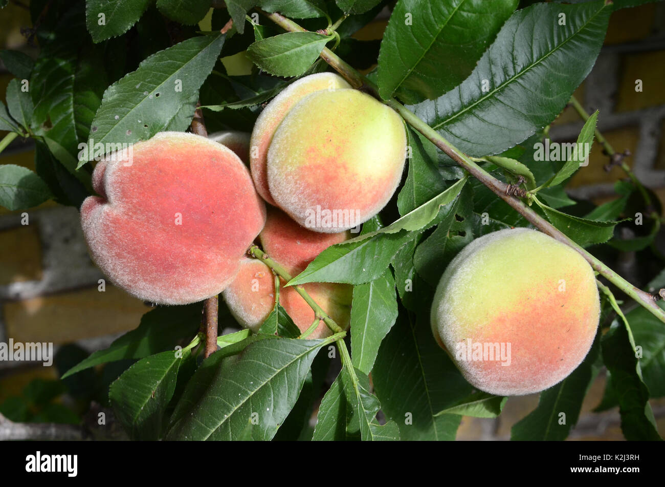 Peaches on a tree, ready for harvest Stock Photo - Alamy