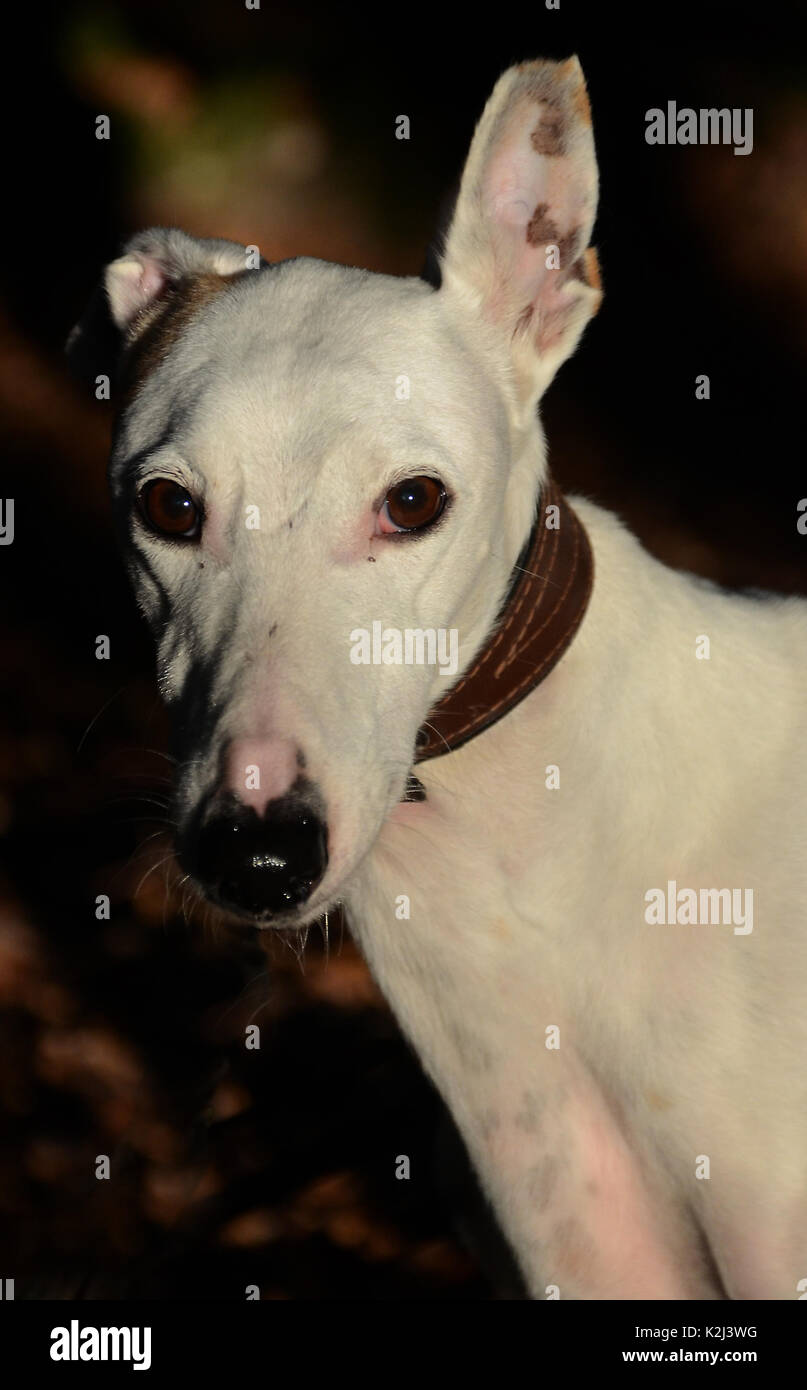 White podenco dog on an almost black background Stock Photo - Alamy