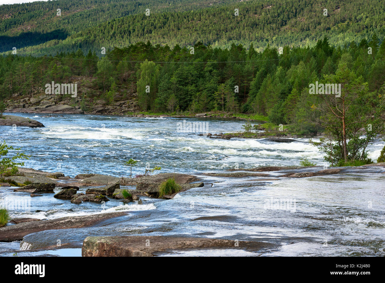 Whitewater on the river Otra in southern Norway. Conifer forest in ...