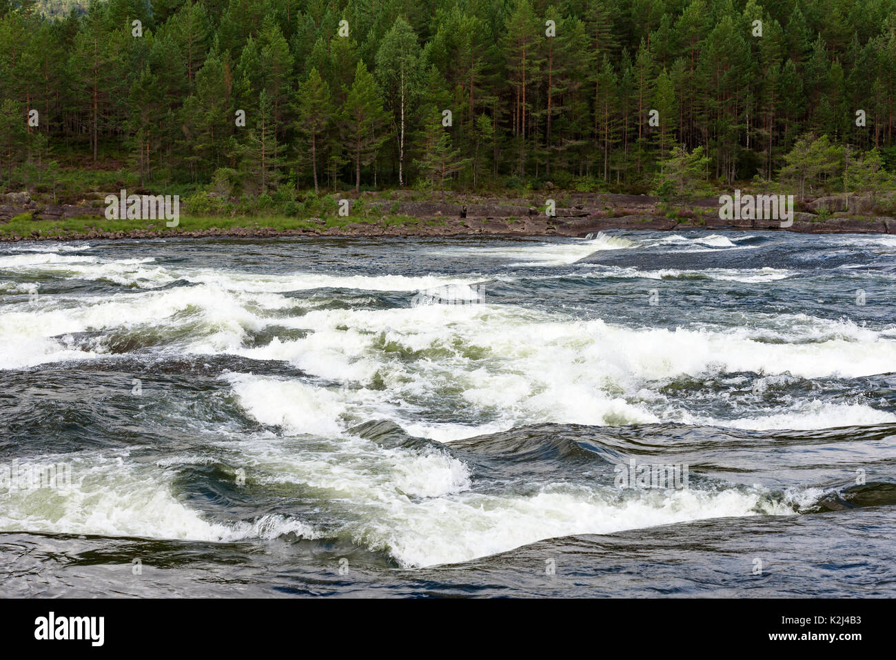 Whitewater on the river Otra in southern Norway. Conifer forest in ...