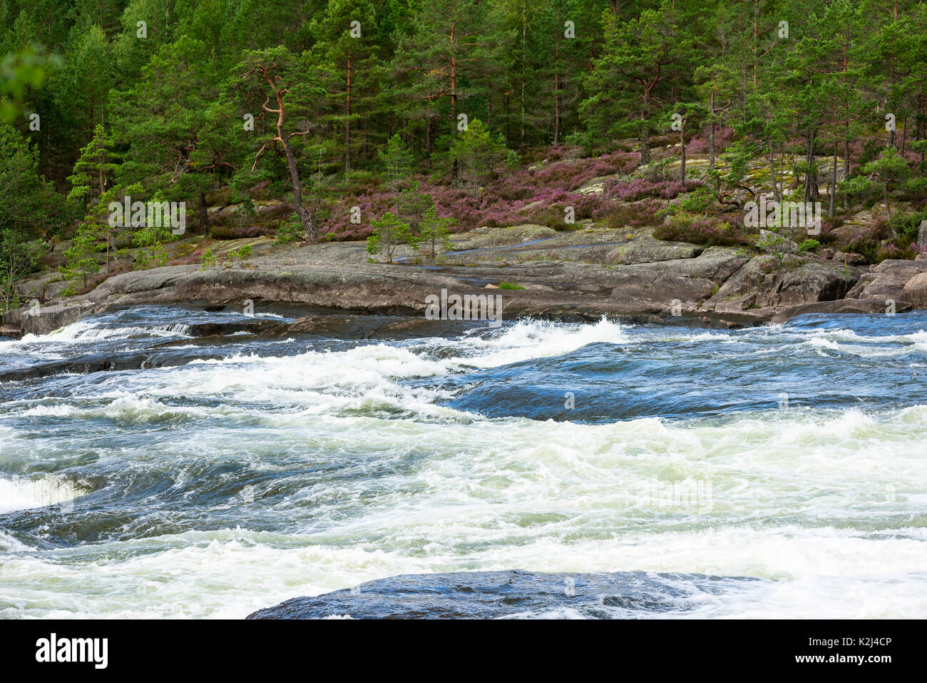 Whitewater on the river Otra in southern Norway. Conifer forest in ...