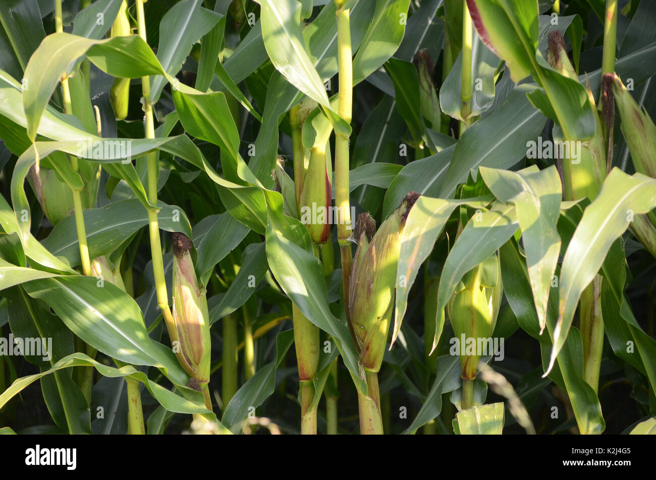Maize field seen in a close up Stock Photo - Alamy