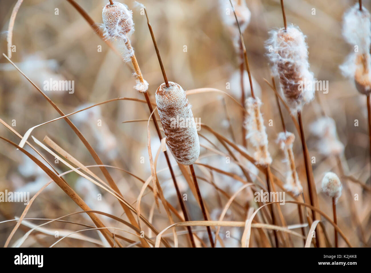 Close up Bulrush plant Stock Photo - Alamy