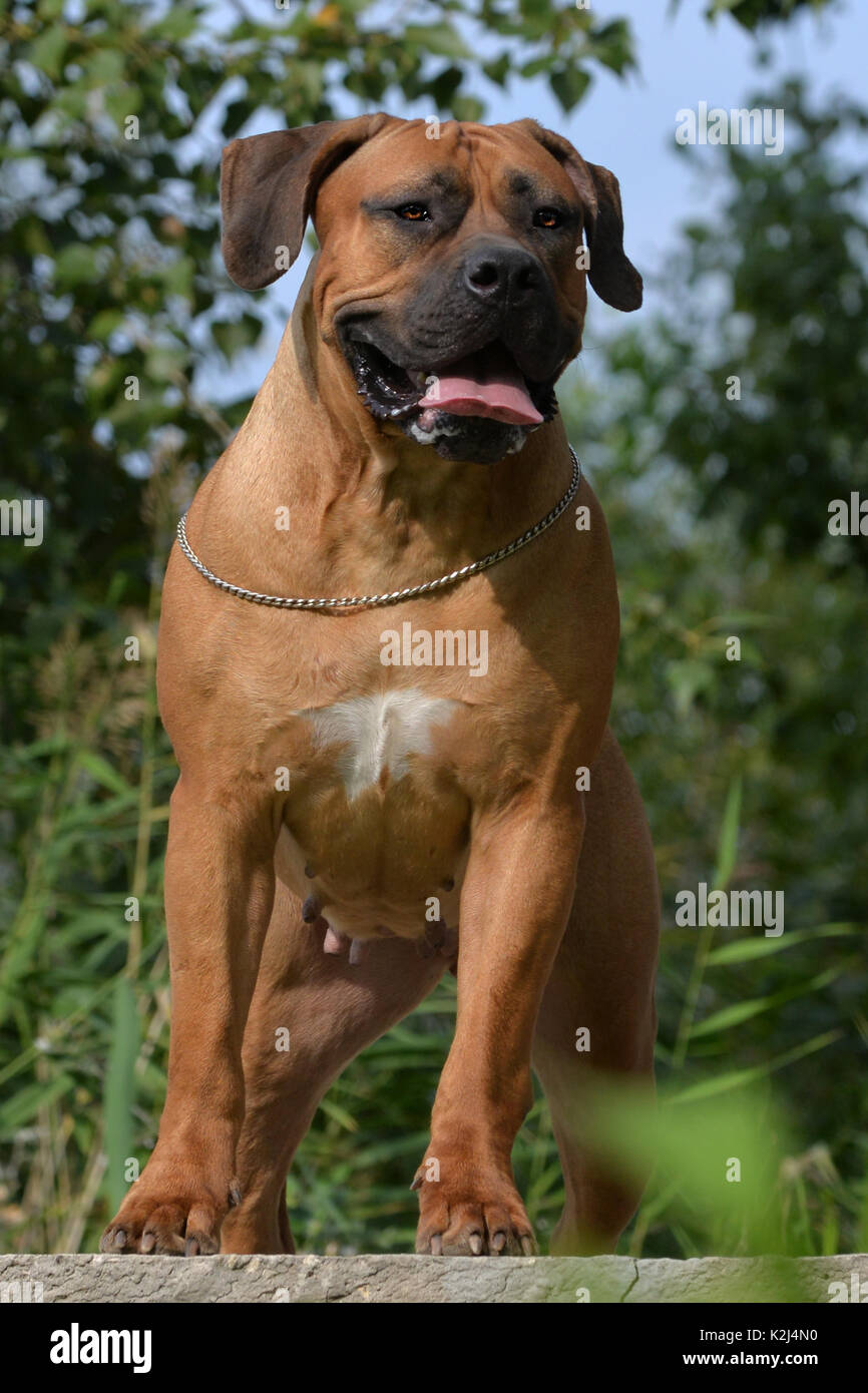 Large, strong dog Boerboel, yellow. African Mastiff Stock Photo - Alamy