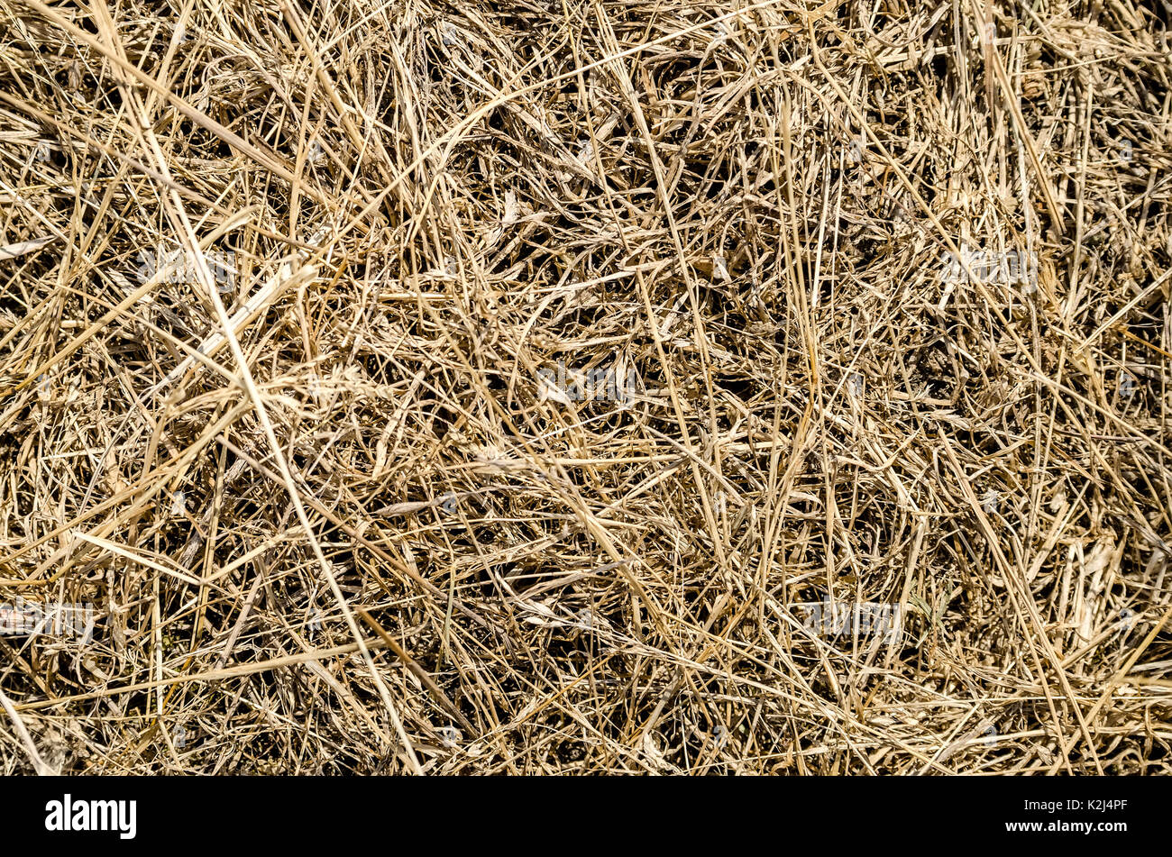 Long dry grass as background Stock Photo - Alamy