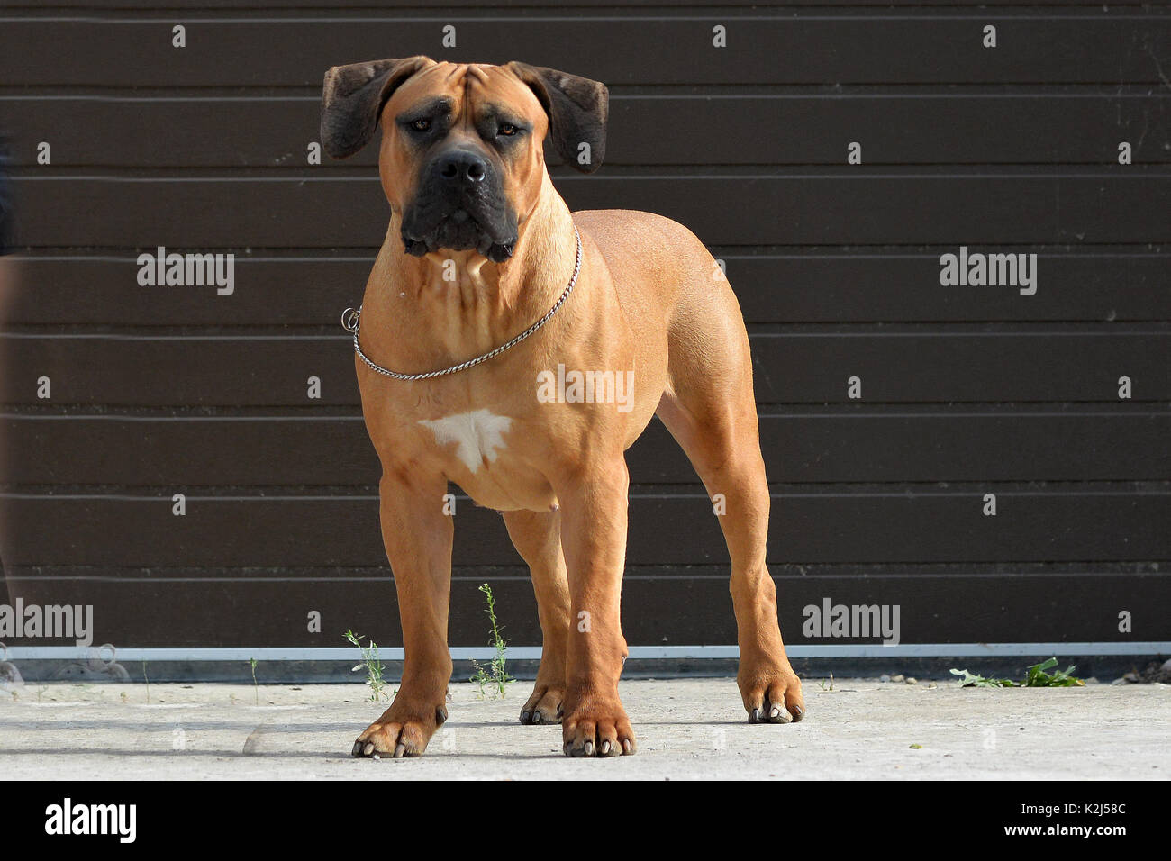 South african bulldog hi-res stock photography and images - Alamy