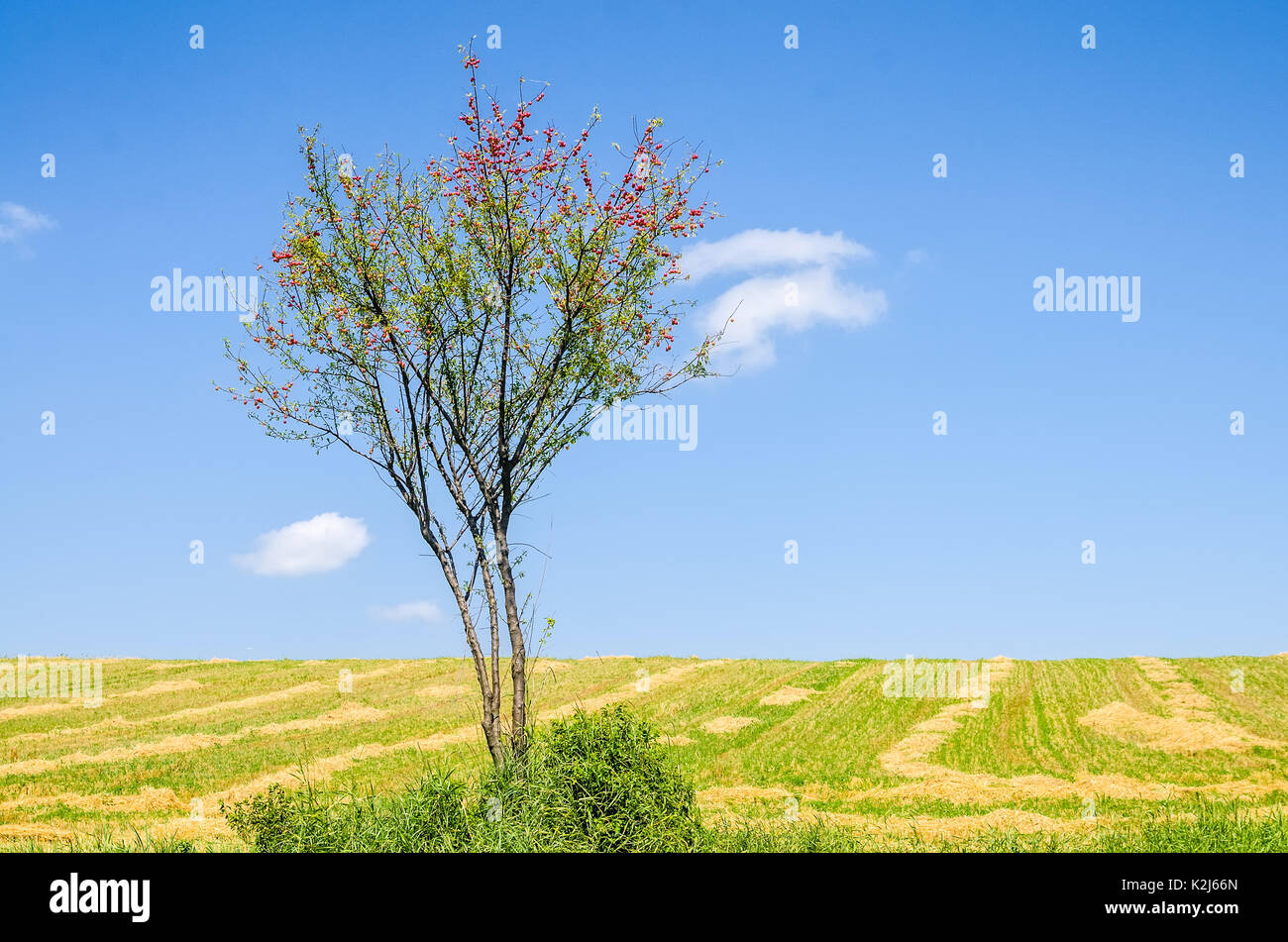 Wild cherry plum or Prunus cerasifera tree Stock Photo - Alamy