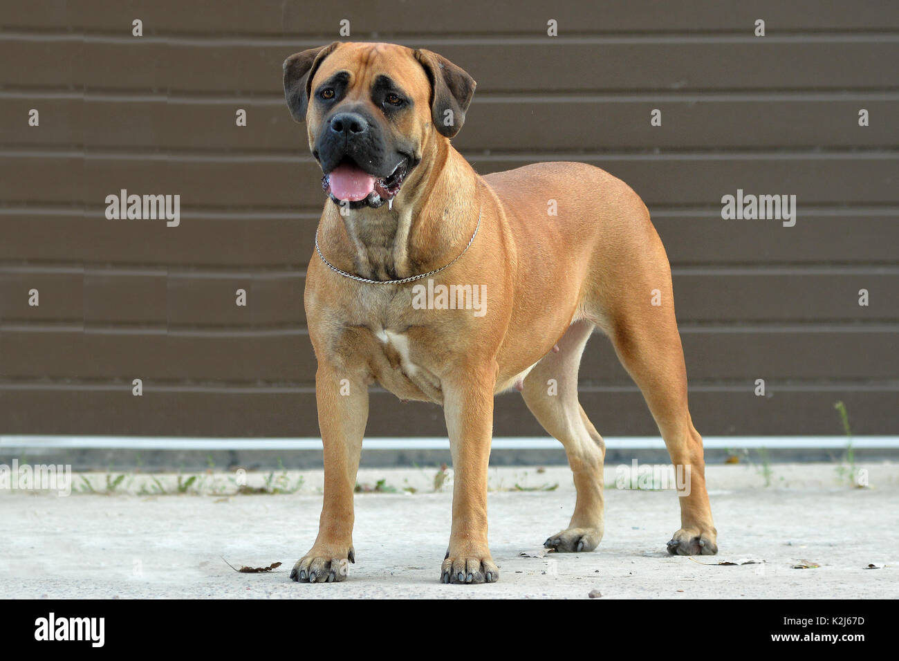 South African Bulldog High Resolution Stock Photography and Images - Alamy