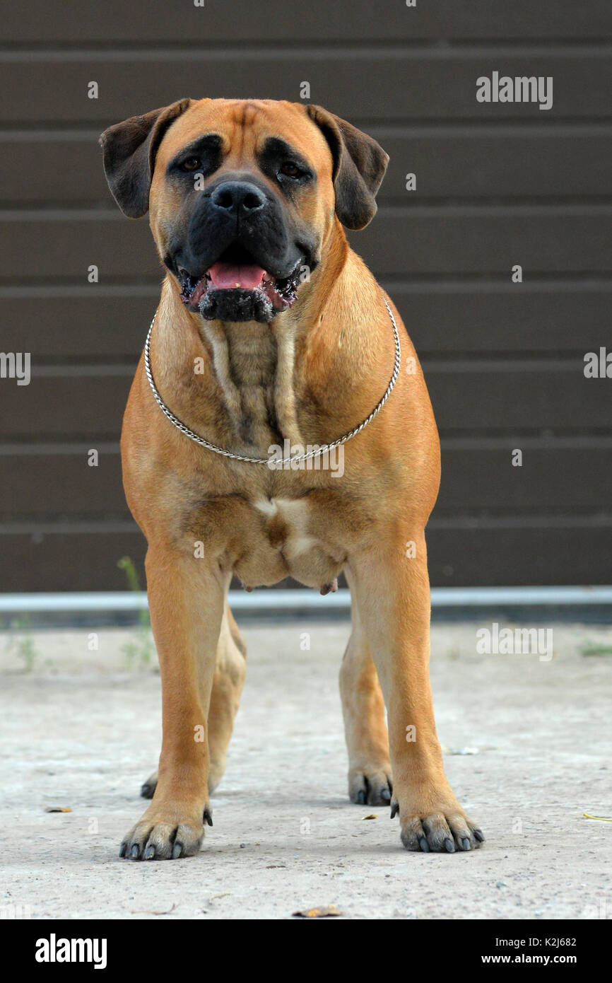 Large, strong dog Boerboel, yellow. African Mastiff Stock Photo - Alamy