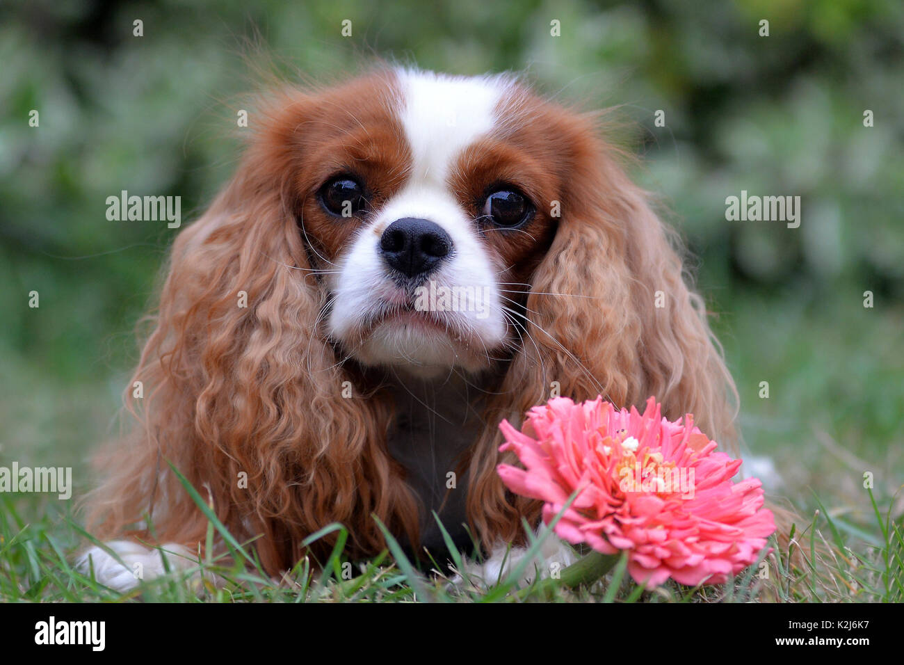 Very sweet little sob, Cavalier King Charles Spaniel. With lenticular ...