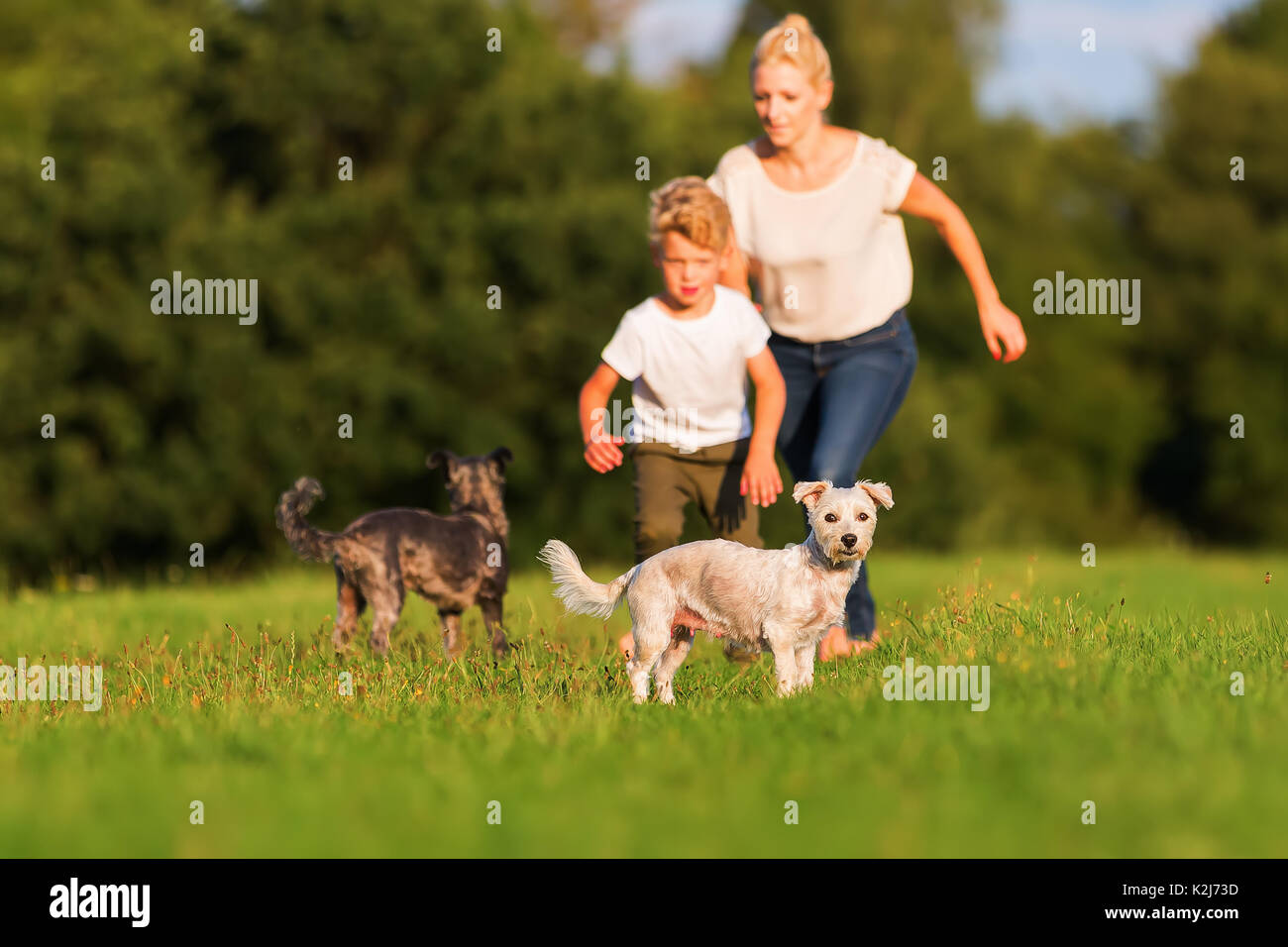 picture of a mother who runs with her boy and two small dog on a meadow ...