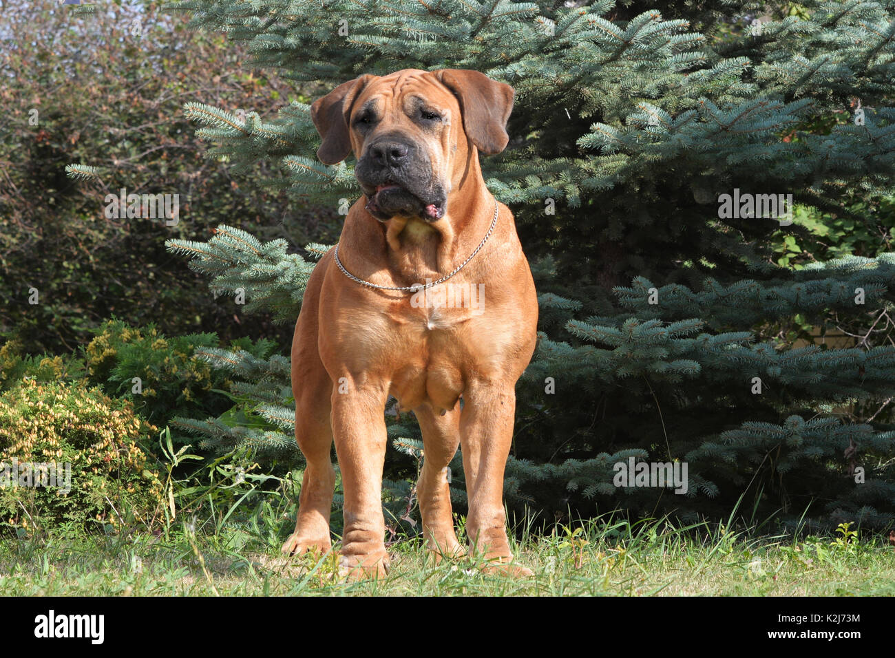 Bur Dog High Resolution Stock Photography and Images - Alamy