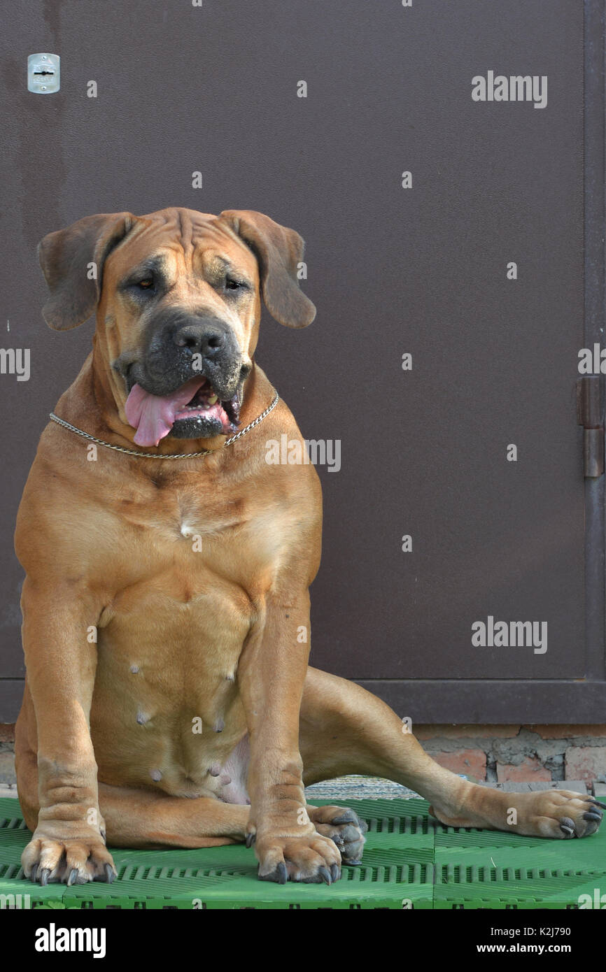 South African Bulldog High Resolution Stock Photography and Images - Alamy