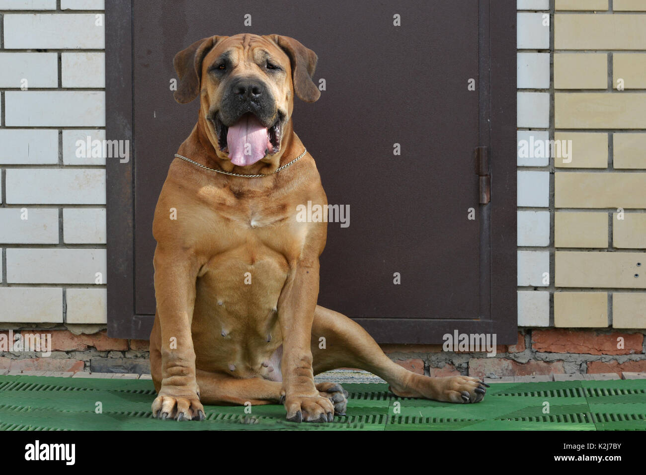 South african bulldog hi-res stock photography and images - Alamy