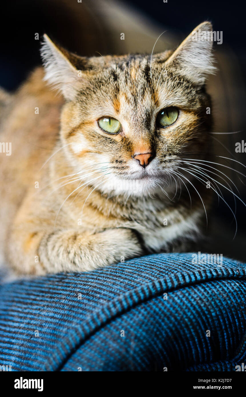 Half-face portrait of a domestic cat on the arm of the blue armchair ...