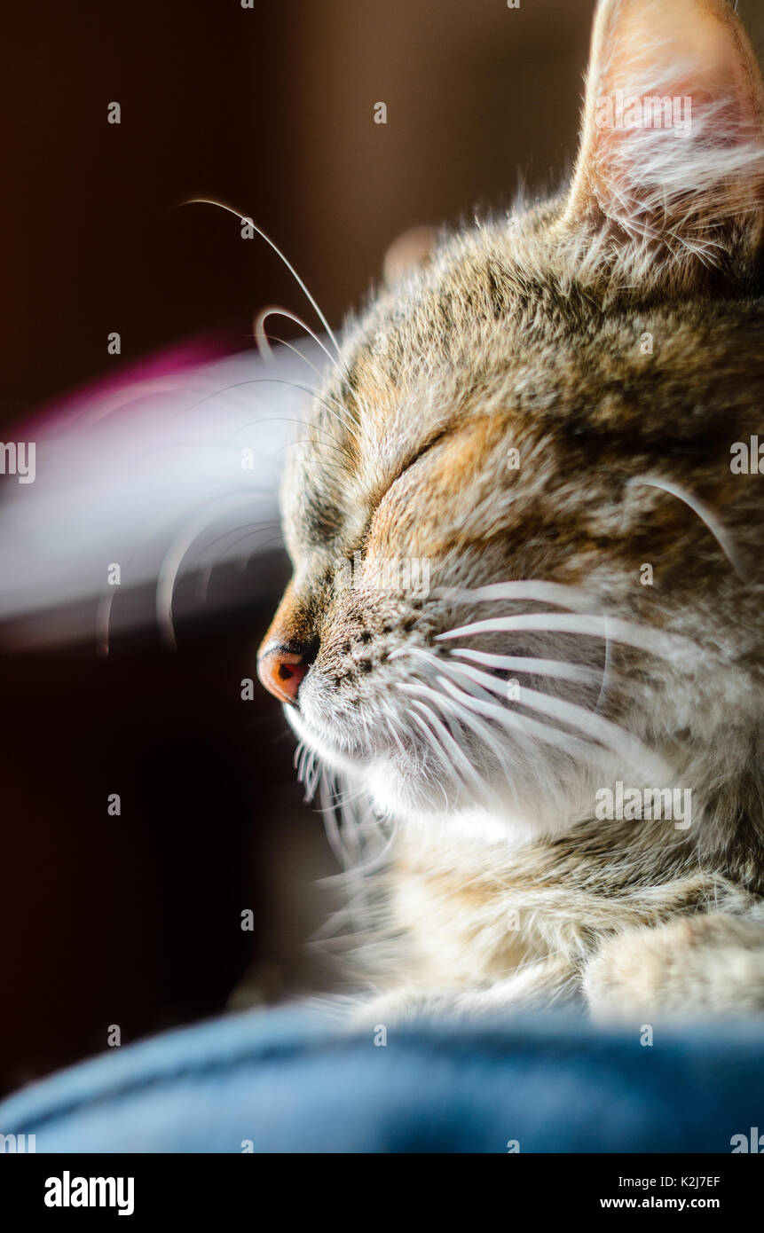 The cat sleep half-face close-up Portrait Stock Photo - Alamy