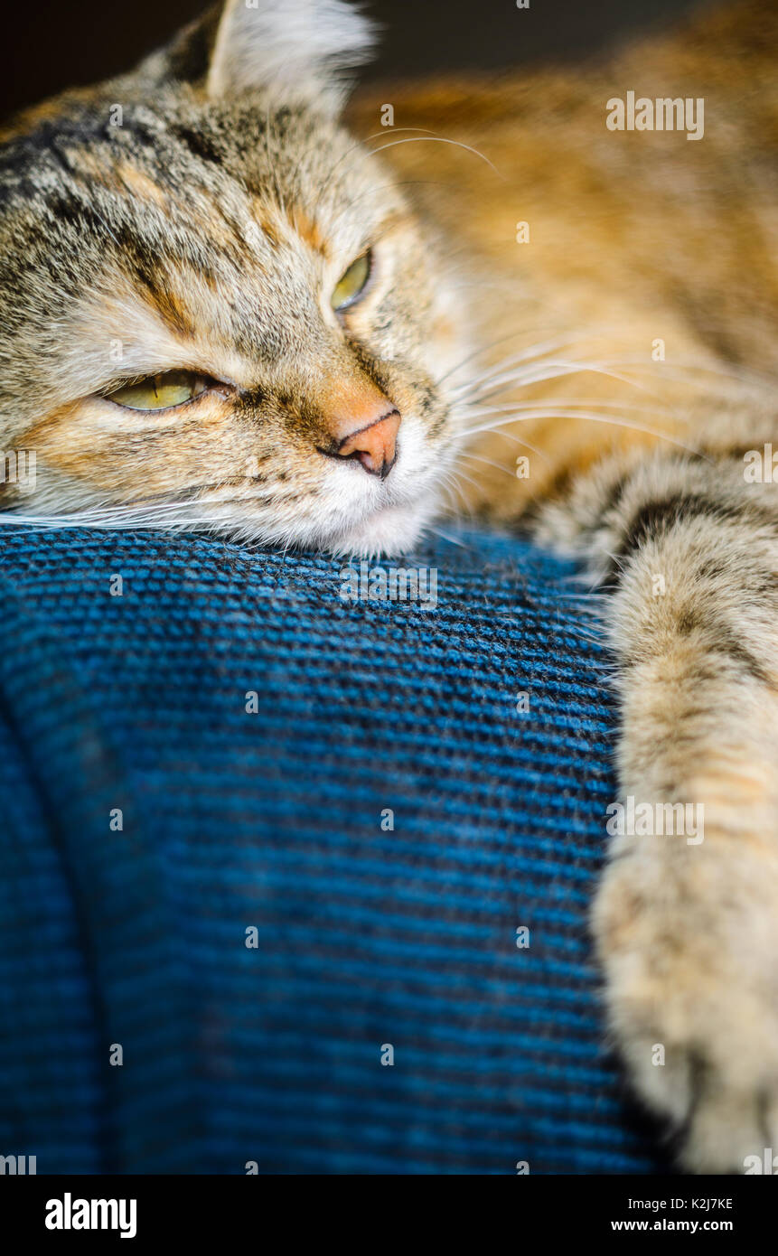 The cat fell apart on the arm of the blue armchair. Cat resting on the ...