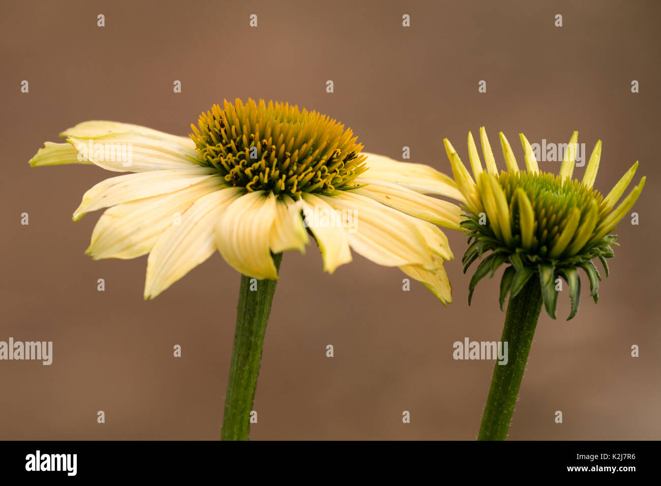 Echinacea purpurea cheyenne spirit hi-res stock photography and images ...